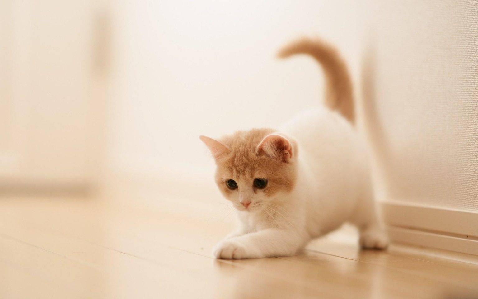 90+ Hình Mèo Cute, Ảnh Con Mèo Dễ Thương Siêu Đáng Yêu