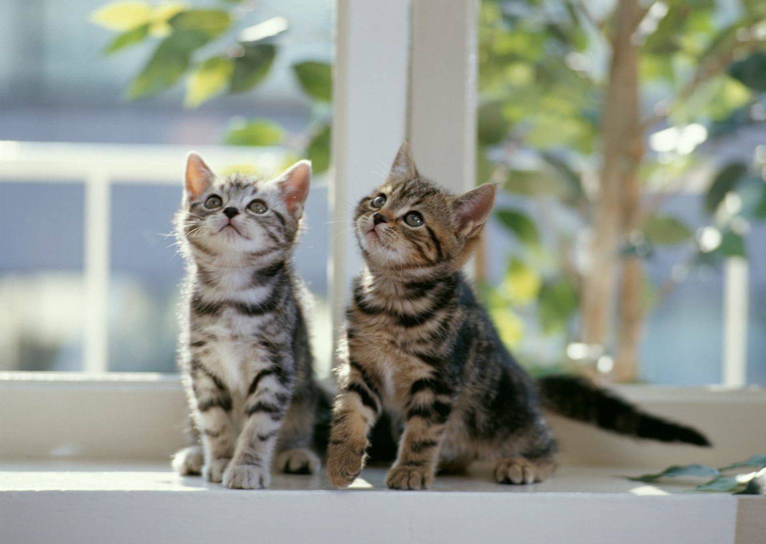 90+ Hình Mèo Cute, Ảnh Con Mèo Dễ Thương Siêu Đáng Yêu